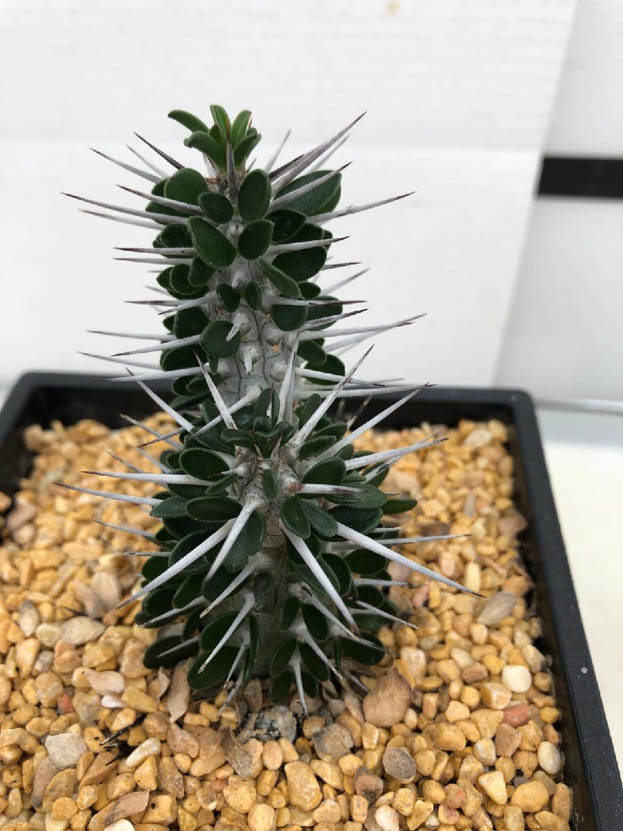 Yahoo!オークション - 9319 「多肉植物I」アローディア モンタグナッキ...