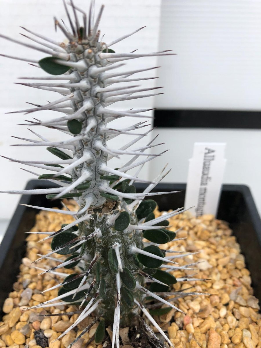 Yahoo!オークション - 9303 「多肉植物I」アローディア モンタグナッキ...