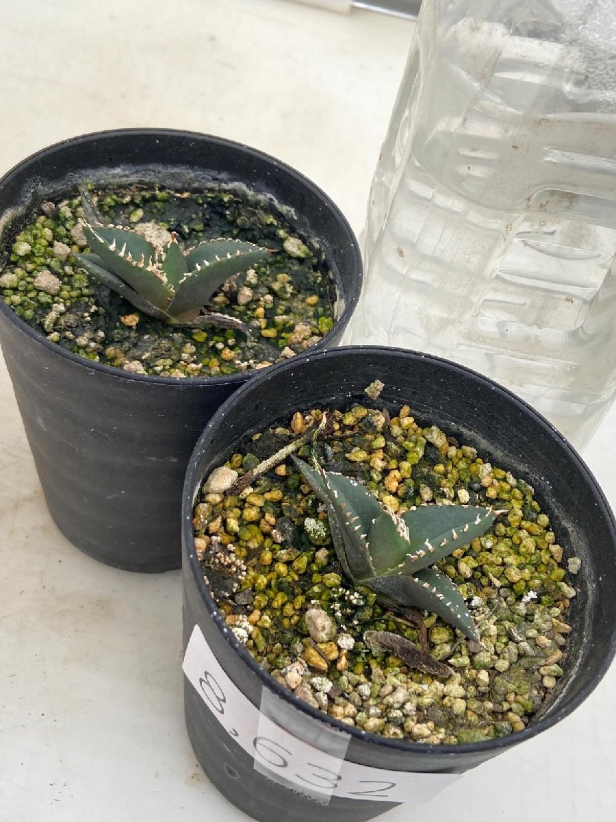 Yahoo!オークション - 8632 「激レア高級品種】アガベ チタノタ 海王 2...