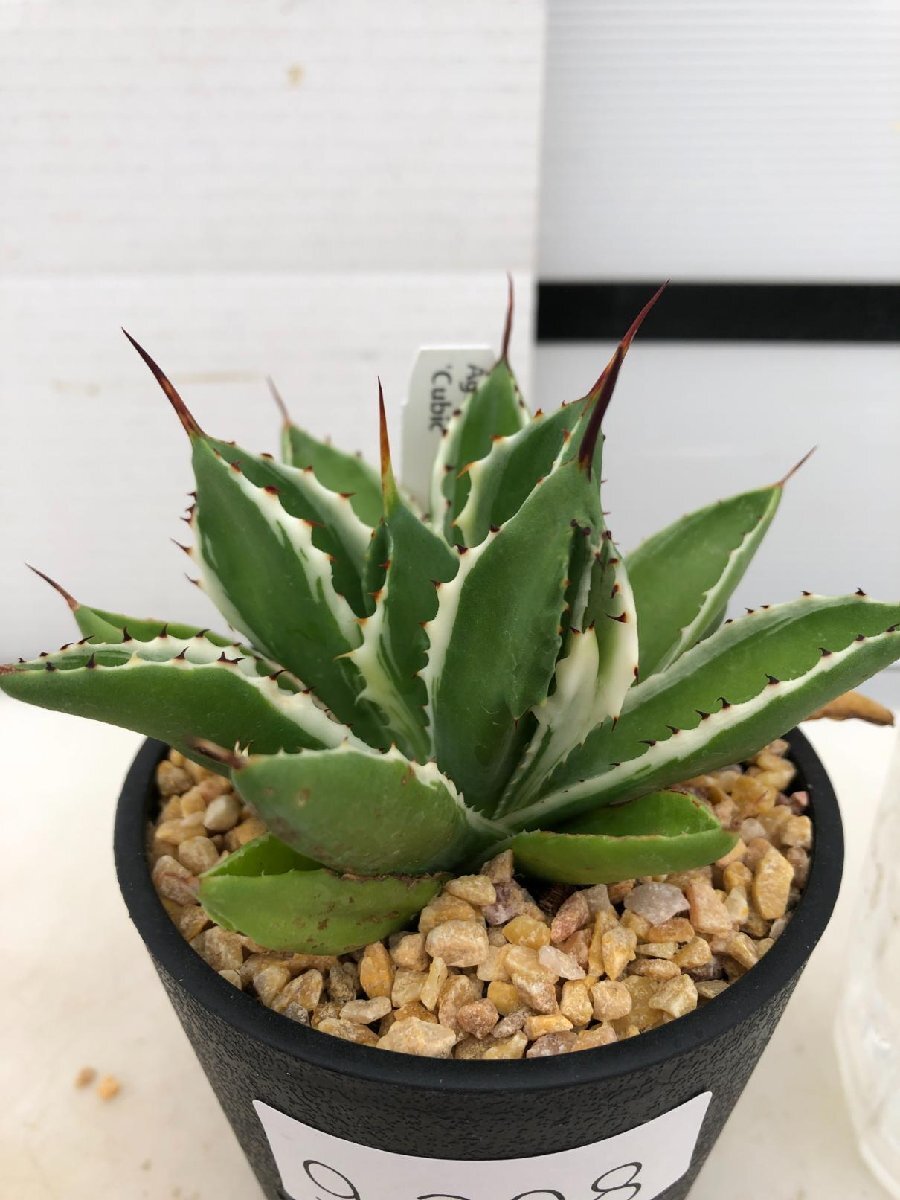 Yahoo!オークション - 9208 「多肉植物F」アガベ キュービック 斑入り...