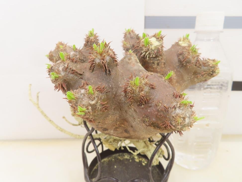 Yahoo!オークション - 6795 「塊根植物」パキポディウム ブレビカリッ...