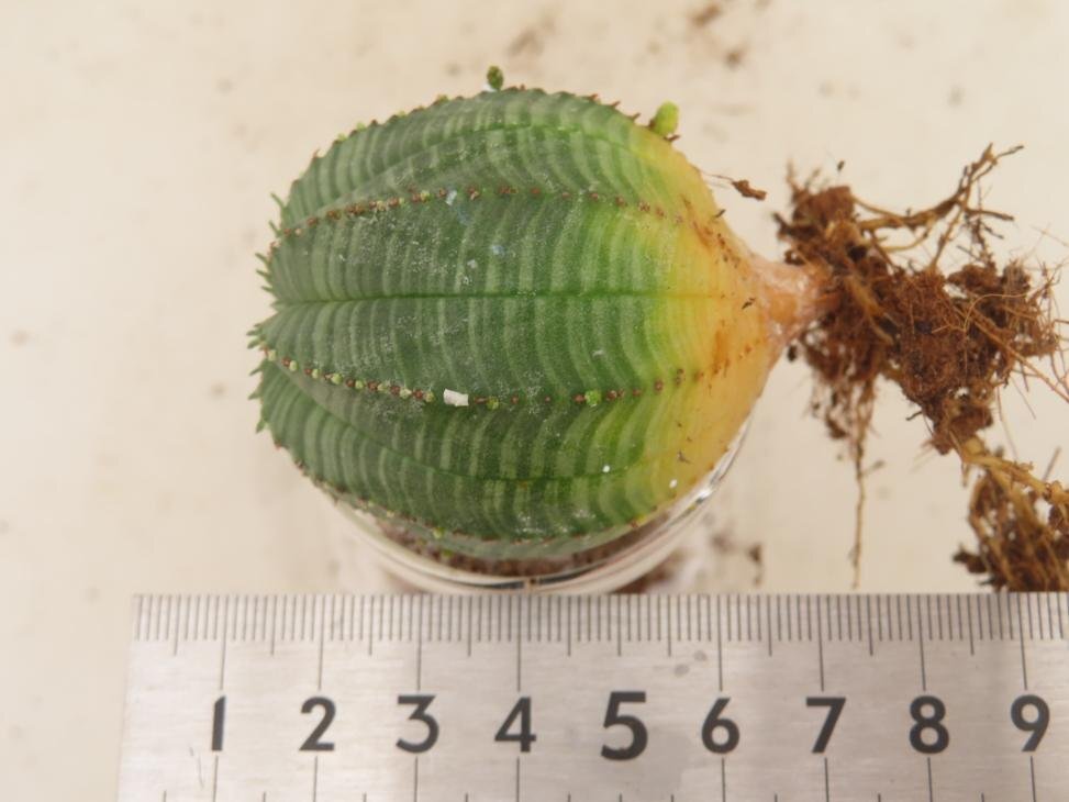Yahoo!オークション - 8097 「多肉植物I」ユーフォルビア オベサ 抜き...