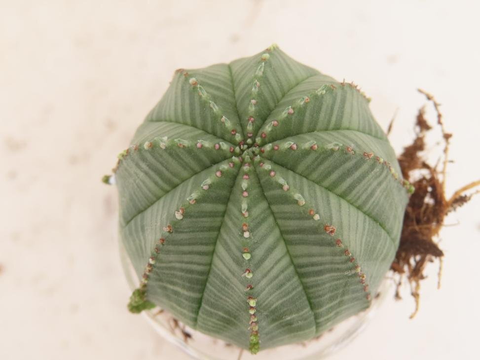 Yahoo!オークション - 8097 「多肉植物I」ユーフォルビア オベサ 抜き...