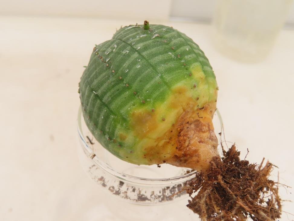 Yahoo!オークション - 8077 「多肉植物I」ユーフォルビア オベサ 抜き...