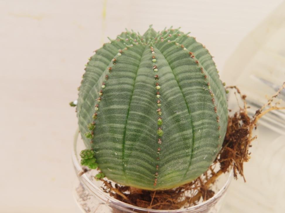 Yahoo!オークション - 8097 「多肉植物I」ユーフォルビア オベサ 抜き...