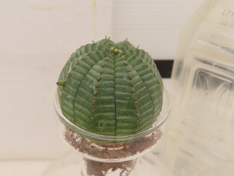 Yahoo!オークション - 8077 「多肉植物I」ユーフォルビア オベサ 抜き...