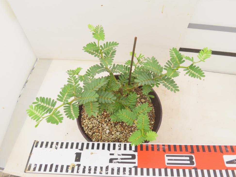 Yahoo!オークション - 2113 「実生」センナ メリディオナリス大【種か...