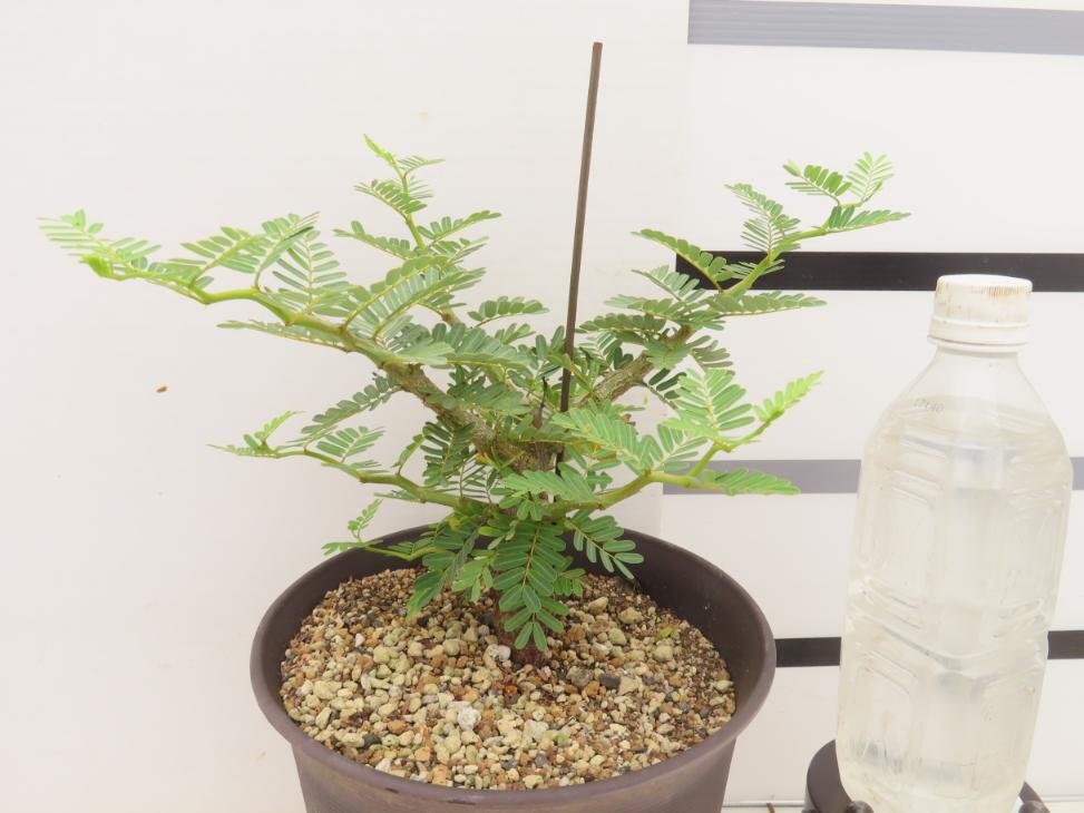 2113 実生 センナ メリディオナリス大 種から発芽 発根 Senna meridionalis(その他)｜売買されたオークション情報、yahooの商品情報をアーカイブ公開 - オークファン ...