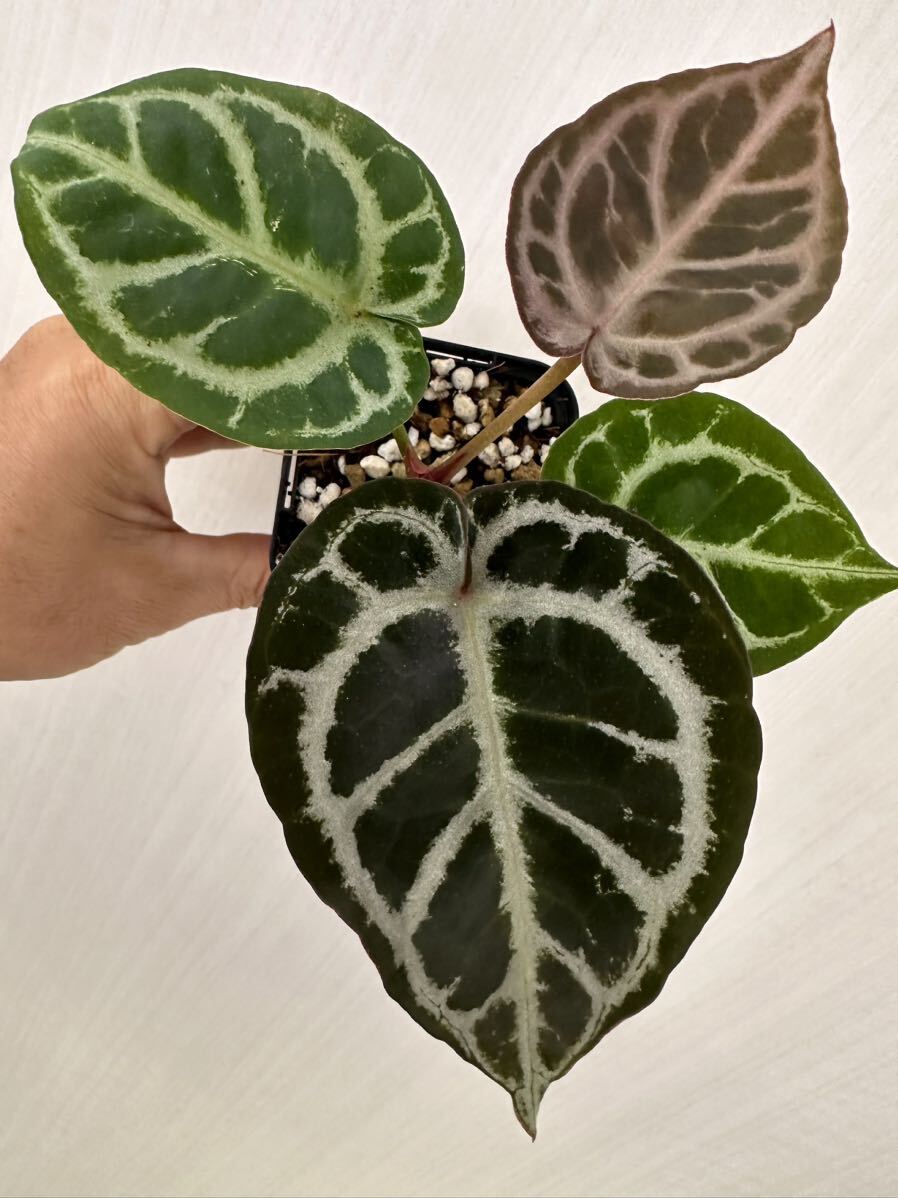 Yahoo!オークション - アンスリウム Anthurium ' Mystic A88 ' セルフ...