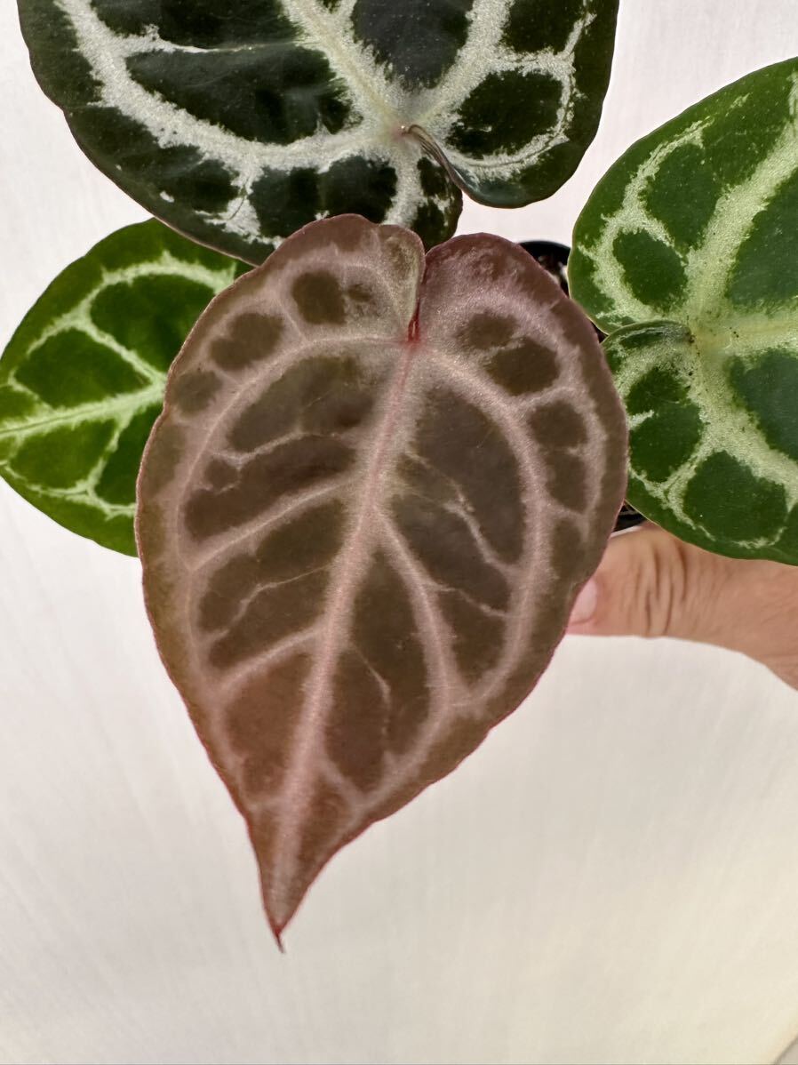 Yahoo!オークション - アンスリウム Anthurium ' Mystic A88 ' セルフ...