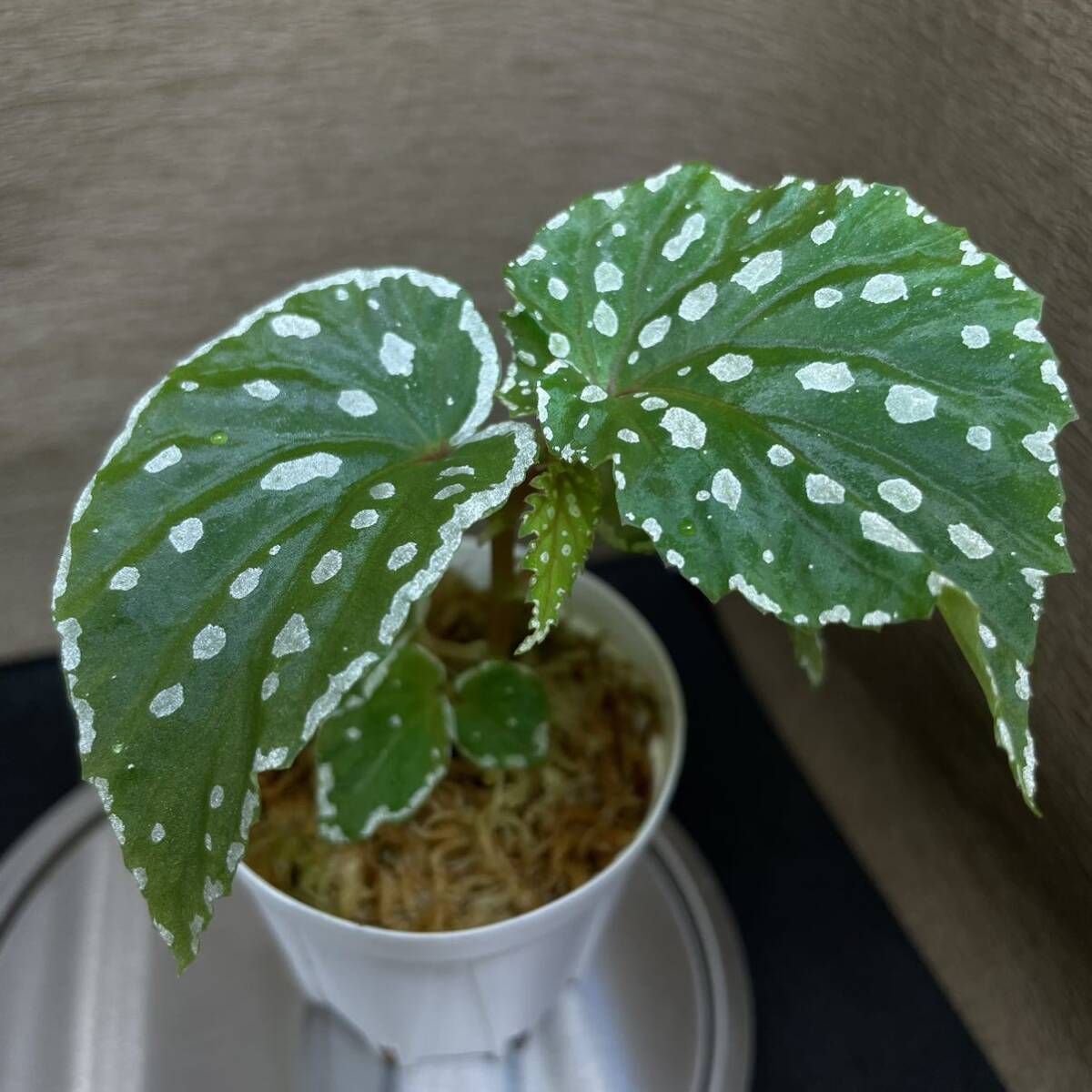 Yahoo!オークション - Begonia sp sinkawang Kalimantan Barat 【TB便...
