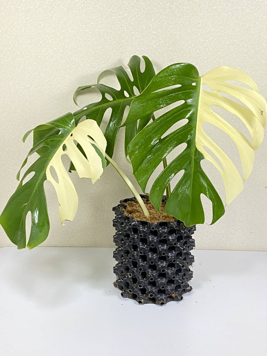 Yahoo!オークション - 斑入りモンステラ ・特上斑入り ホワイトタイガ...