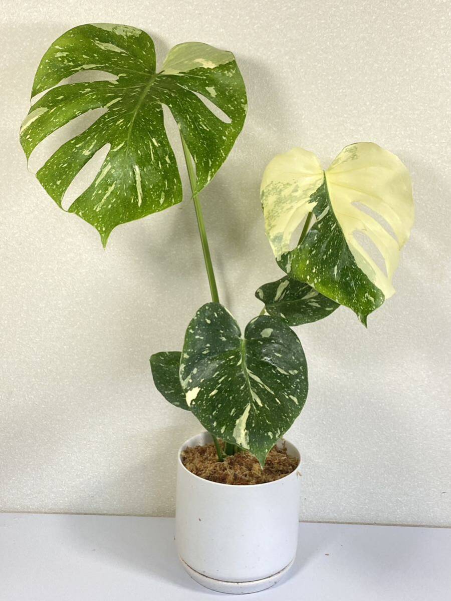 Yahoo!オークション - 斑入りモンステラ・イエローモンスター・タイコ...