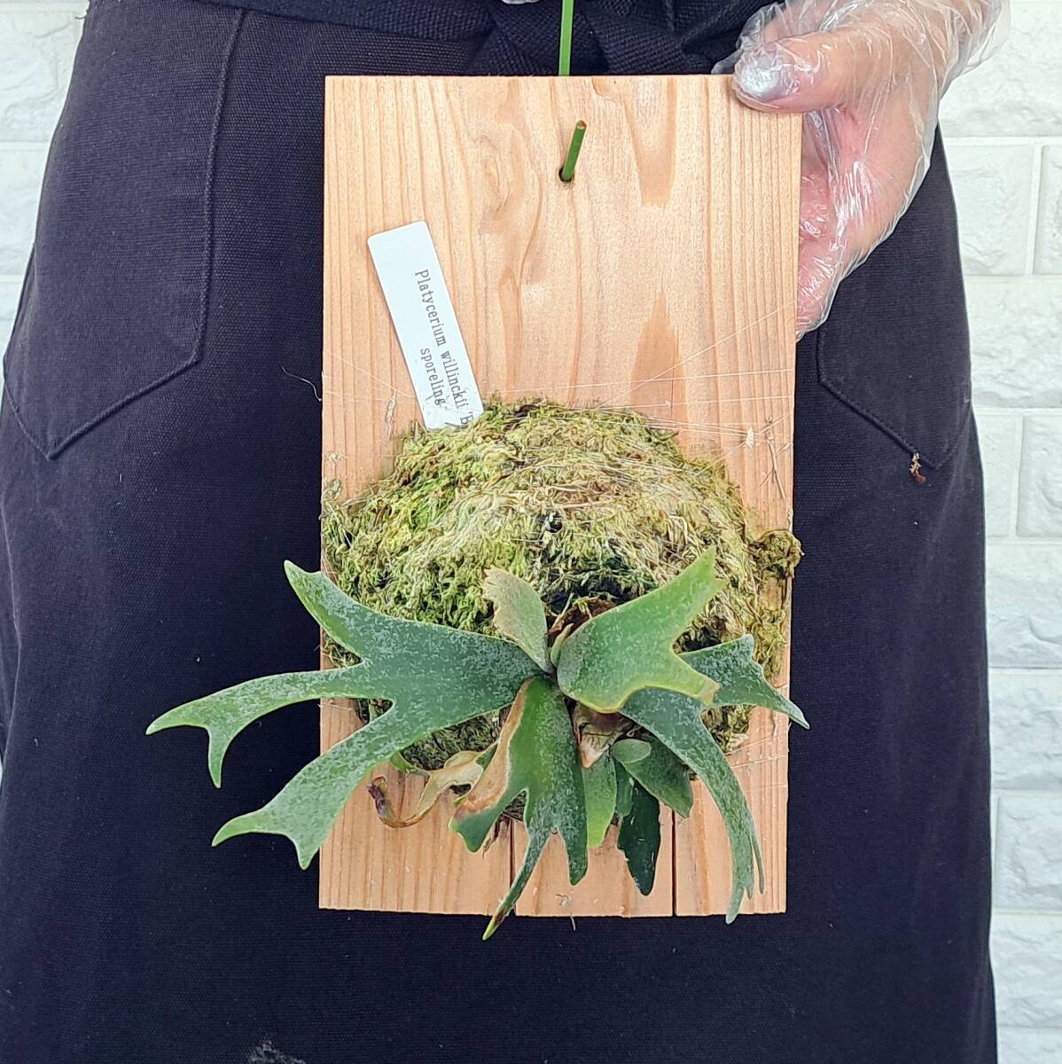 日本代購代標第一品牌【樂淘letao】－☆1円スタート☆10L ビカクシダ 植物☆Platycerium willinckii 'Bacteria'(プラティケリウム ウィリンキー ...