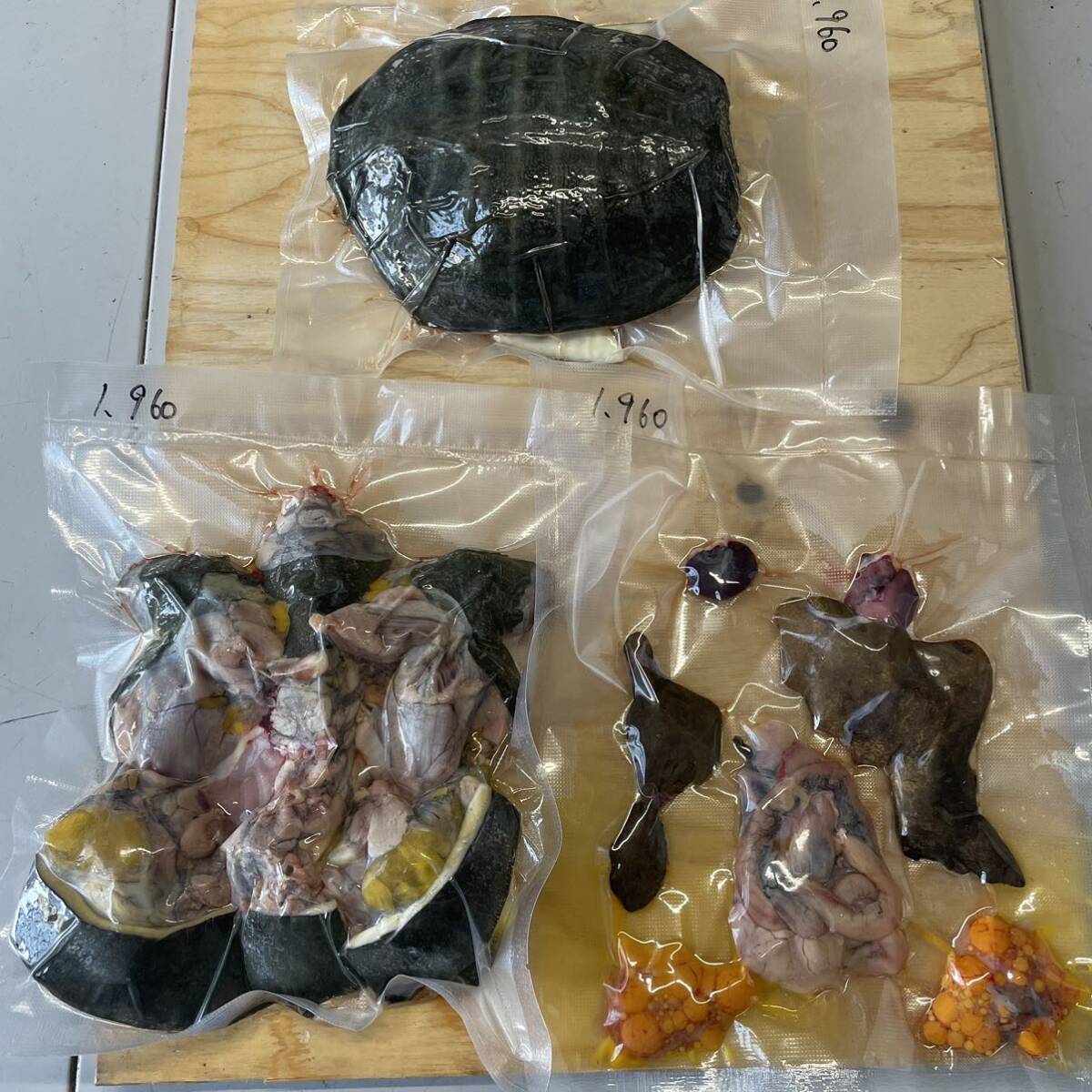 Yahoo!オークション - 天然スッポン♀福岡県産 1.9Kg