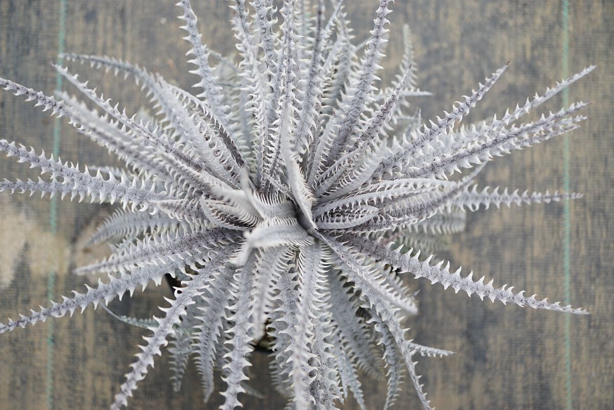 Dyckia 'White Giraffa' ② Amazonico hyb ディッキア ブロメリア(アナナス)｜売買されたオークション情報、yahooの商品情報をアーカイブ公開 ...