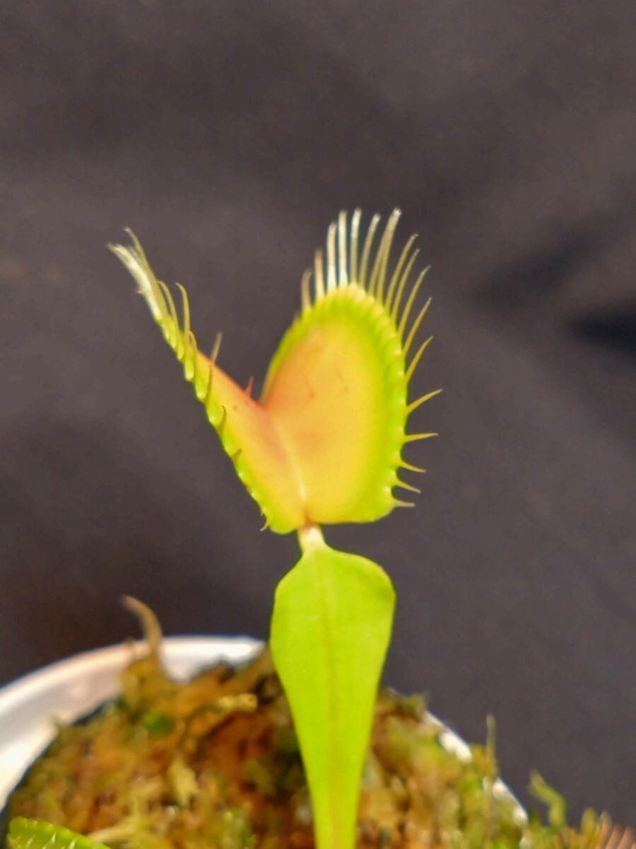 Yahoo!オークション - 【BCP】Dionaea muscipula 'BCP Titanic52' clon...
