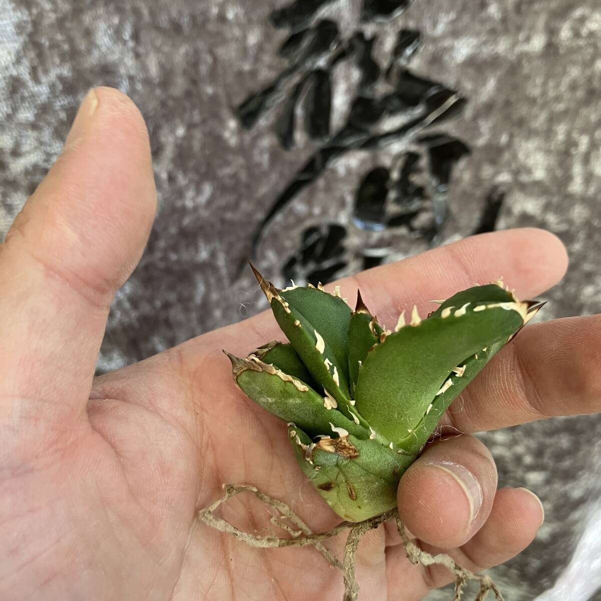 Yahoo!オークション - 【龍園觀】①No.K122特選 アガベ チタノタ"