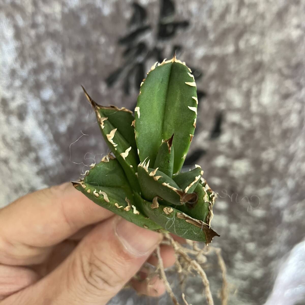 Yahoo!オークション - 【龍園觀】①No.K122特選 アガベ チタノタ"