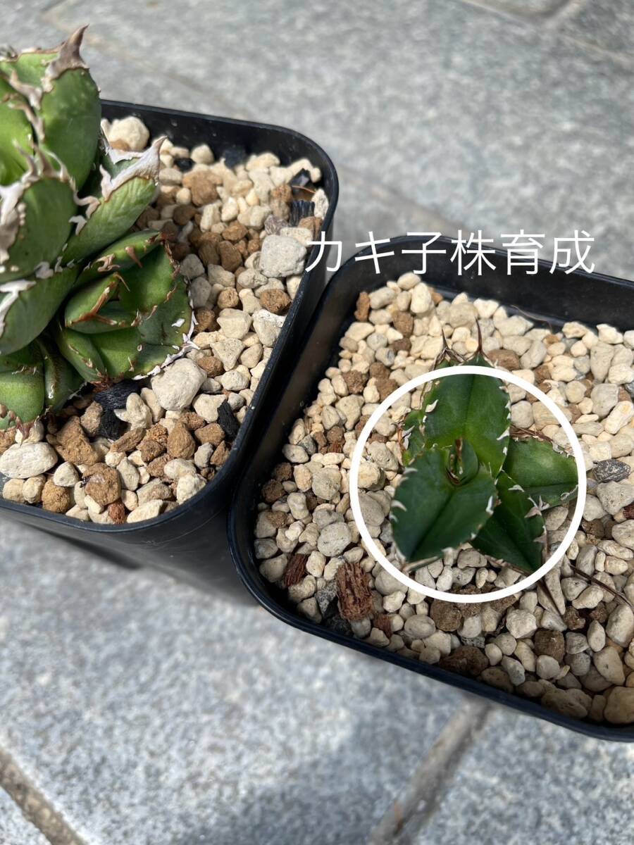 Yahoo!オークション - 【龍園觀】①No.K122特選 アガベ チタノタ"