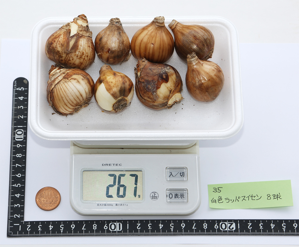 Yahoo!オークション - 白色のラッパスイセン(水仙)の球根 8球 (約265g)...