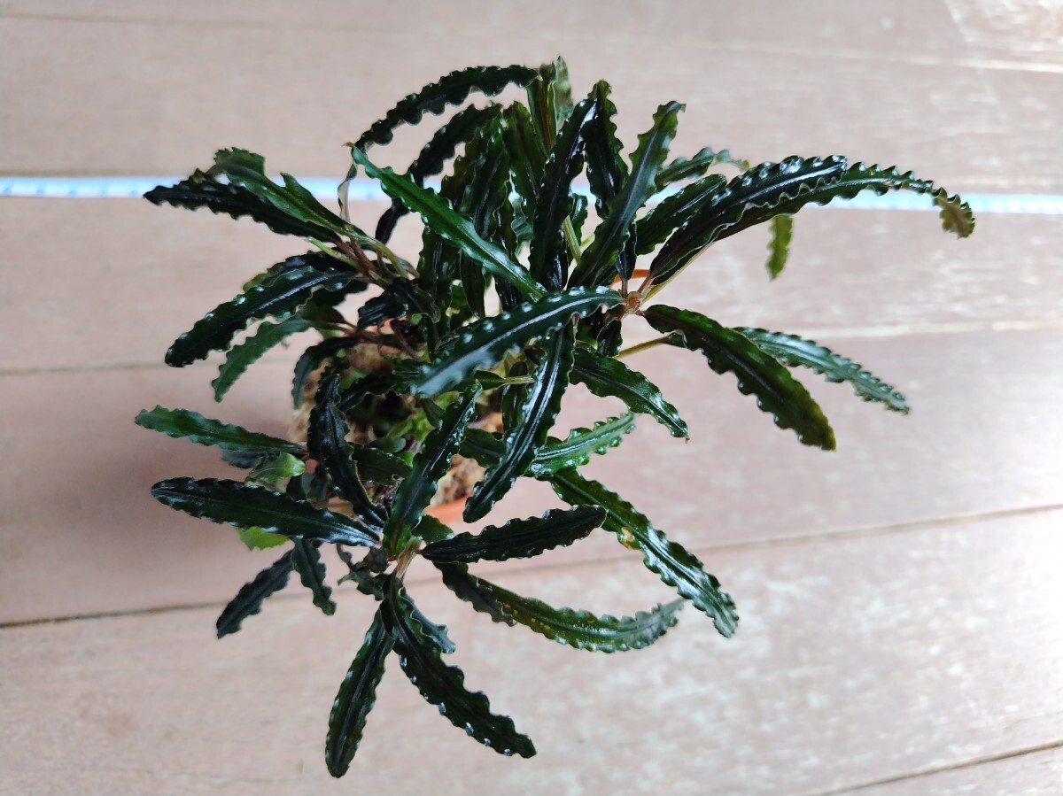 Yahoo!オークション - ブセファランドラ Bucephalandra sp. Mangat MF0...