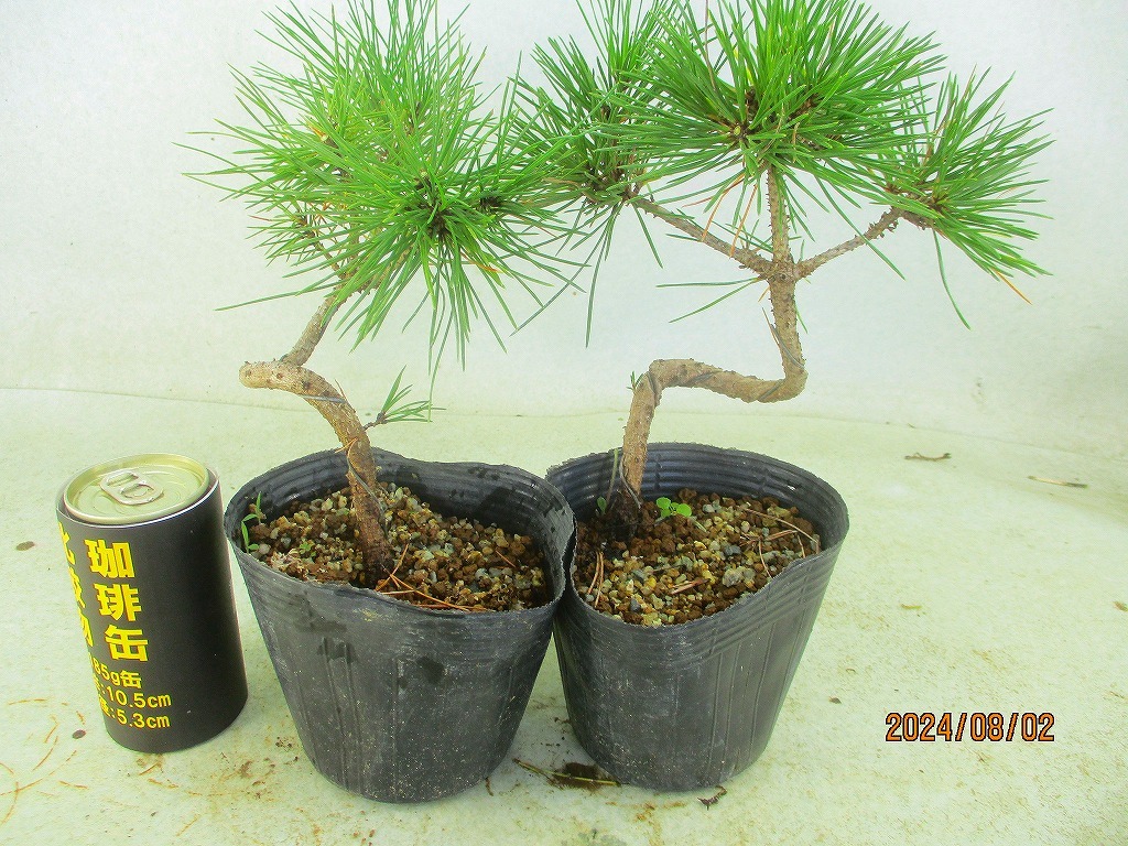 Yahoo!オークション - [讃岐屋緑兵衛]黒松 2点組(8167)全高 31㎝ 同梱...