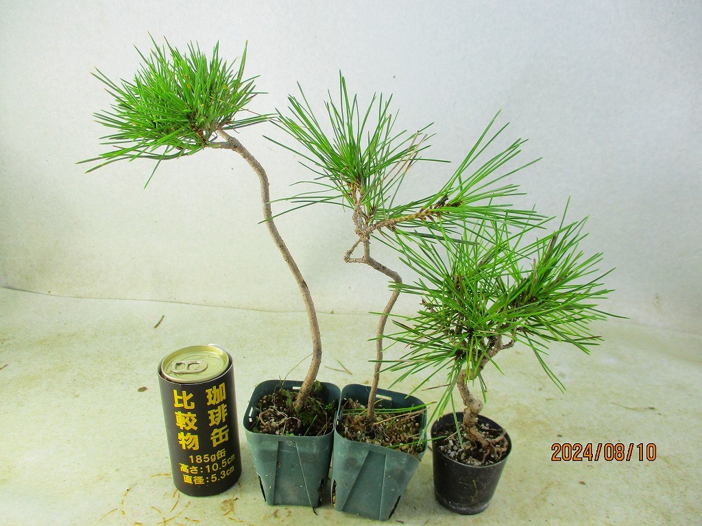 Yahoo!オークション - [讃岐屋緑兵衛]黒松 3点組(8685)全高 27～33㎝