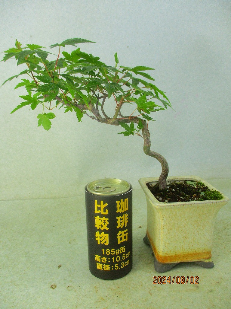 讃岐屋緑兵衛 モミジ 8149白釉正方鉢 全高：27㎝ 同梱包は まとめて取引 手続厳守 送料明記 説明必読(楓（かえで）)｜売買されたオークション情報、yahooの商品情報をアーカイブ公開 ...