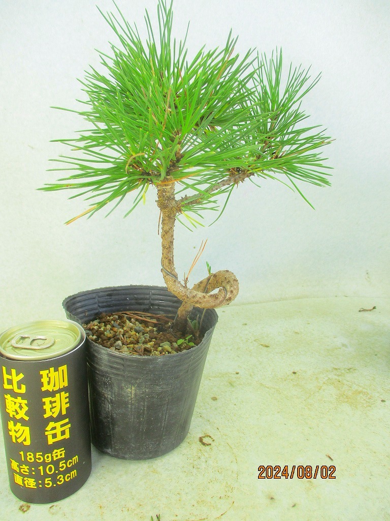 Yahoo!オークション - [讃岐屋緑兵衛]黒松 2点組(8167)全高 31㎝ 同梱...