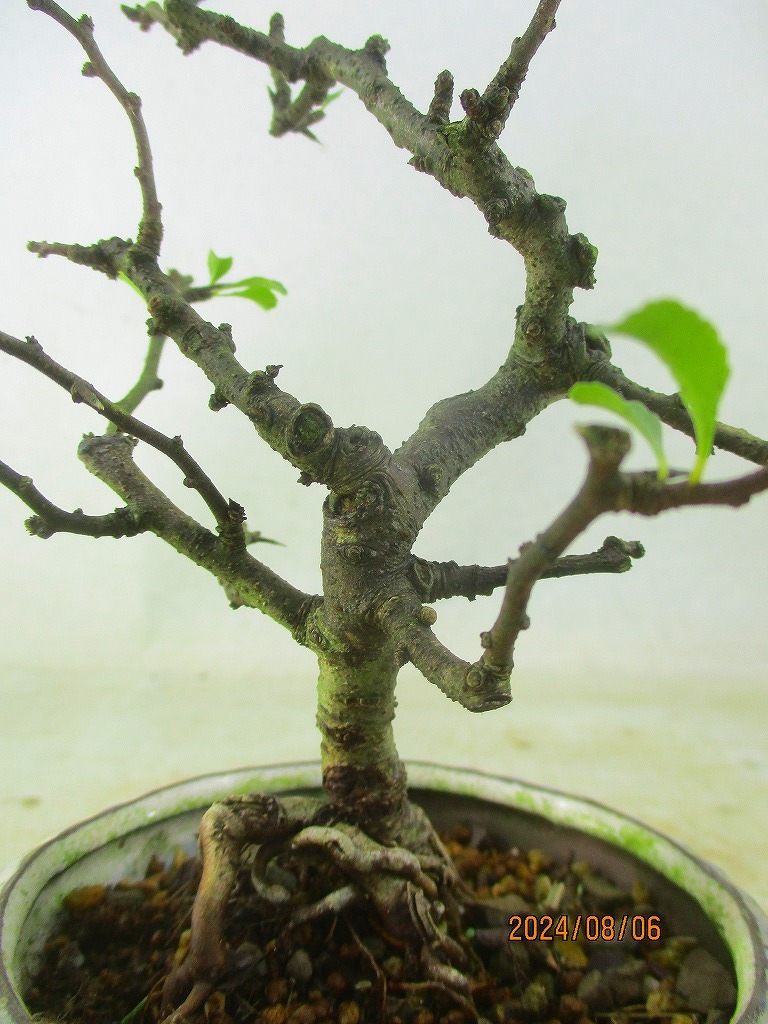 Yahoo!オークション - [讃岐屋緑兵衛] 長寿梅 赤花 (8427白釉丸鉢)全高...