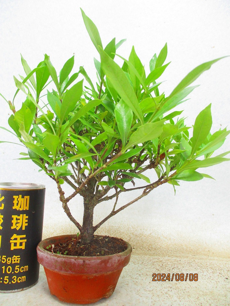 Yahoo!オークション - [讃岐屋緑兵衛]クチナシ(8632駄温鉢)全高 25㎝