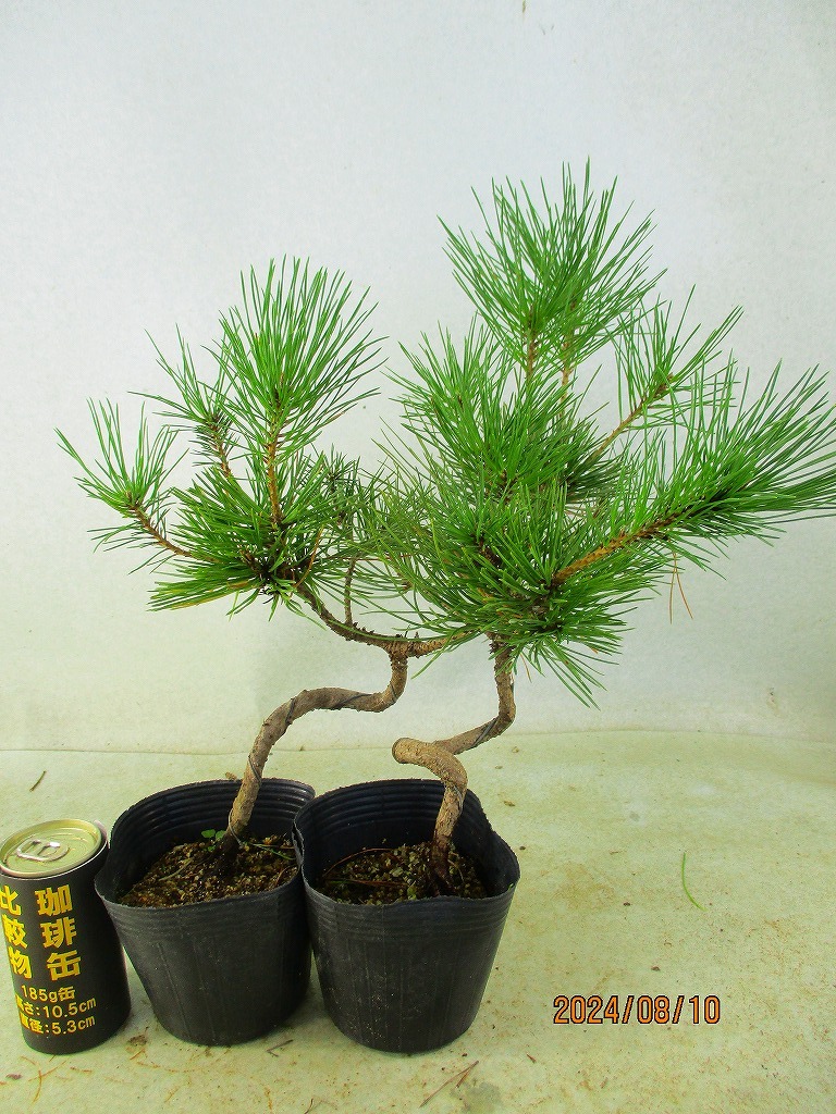 Yahoo!オークション - [讃岐屋緑兵衛]黒松 2点組(8686)全高 33/36㎝ 同...