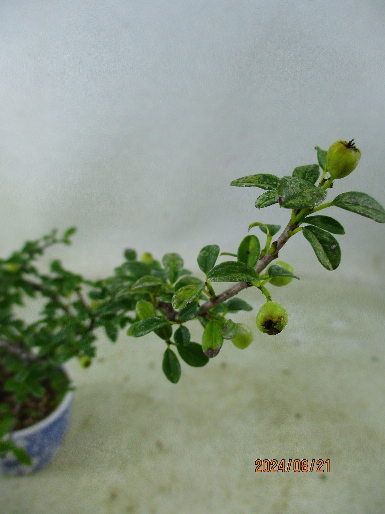 Yahoo!オークション - [讃岐屋緑兵衛] カマツカコケモモ (8911)全高 28...