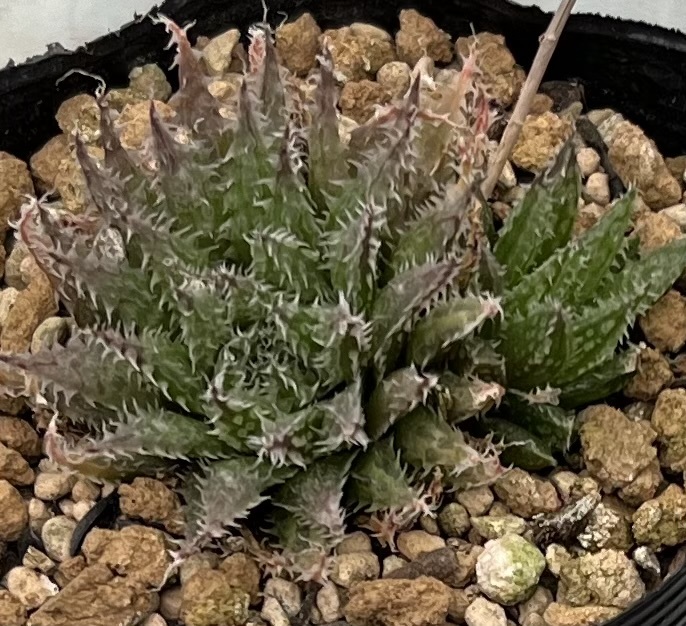 Yahoo!オークション - ハオルチア Haworthia maraisii var.notabilis J...