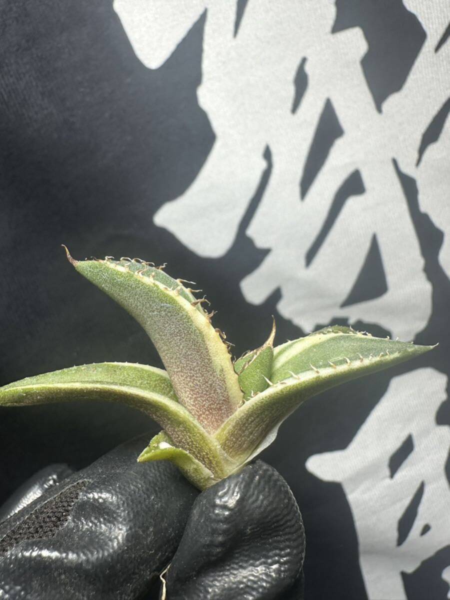 Yahoo!オークション - 【馭龍閣】 g77特選アガベ 黑豹黄覆輪錦 永久斑...