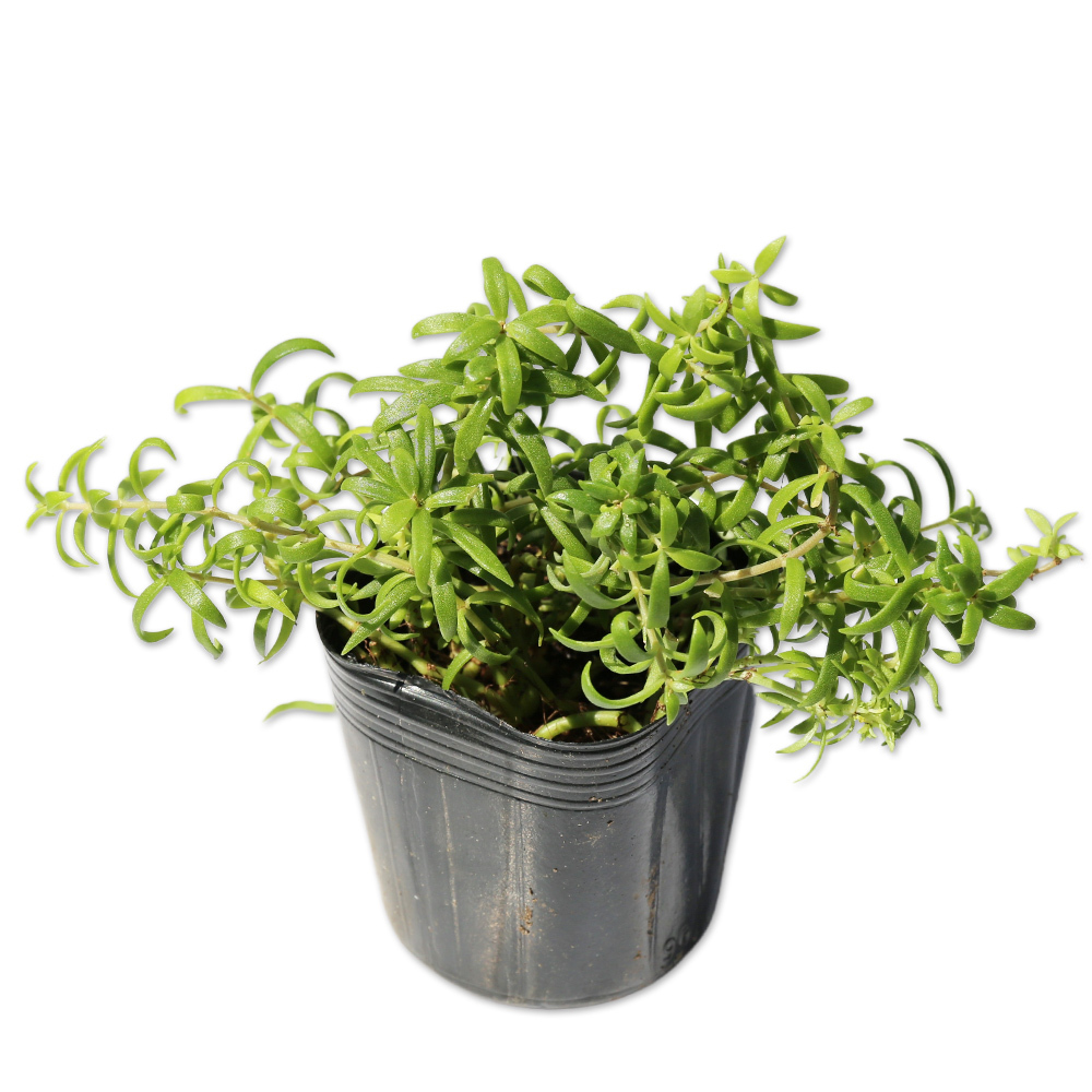 Yahoo!オークション - オノマンネングサ 9.0cmポット 30個 苗