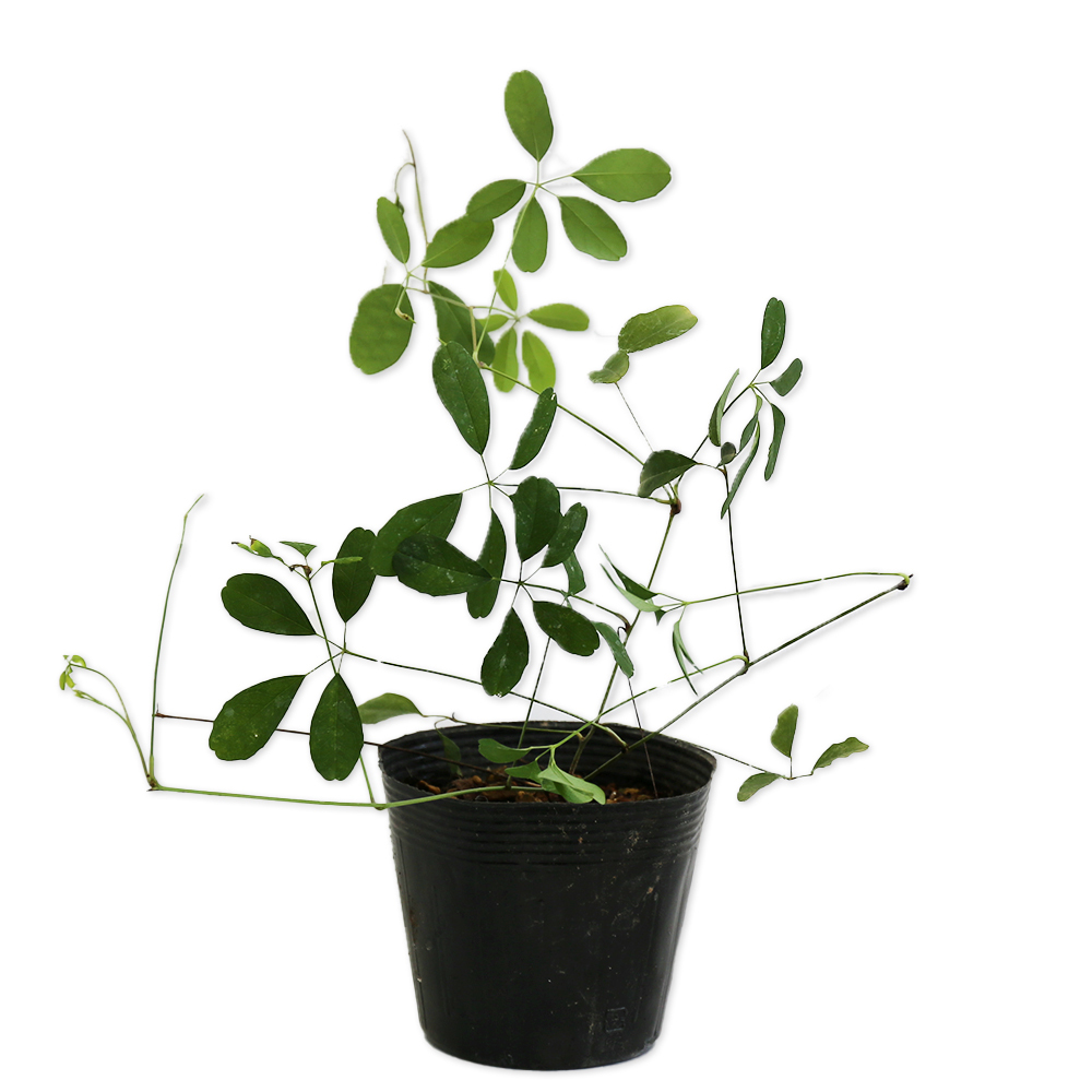 Yahoo!オークション - アケビ (品種指定不可) 9.0cmポット 50個 苗