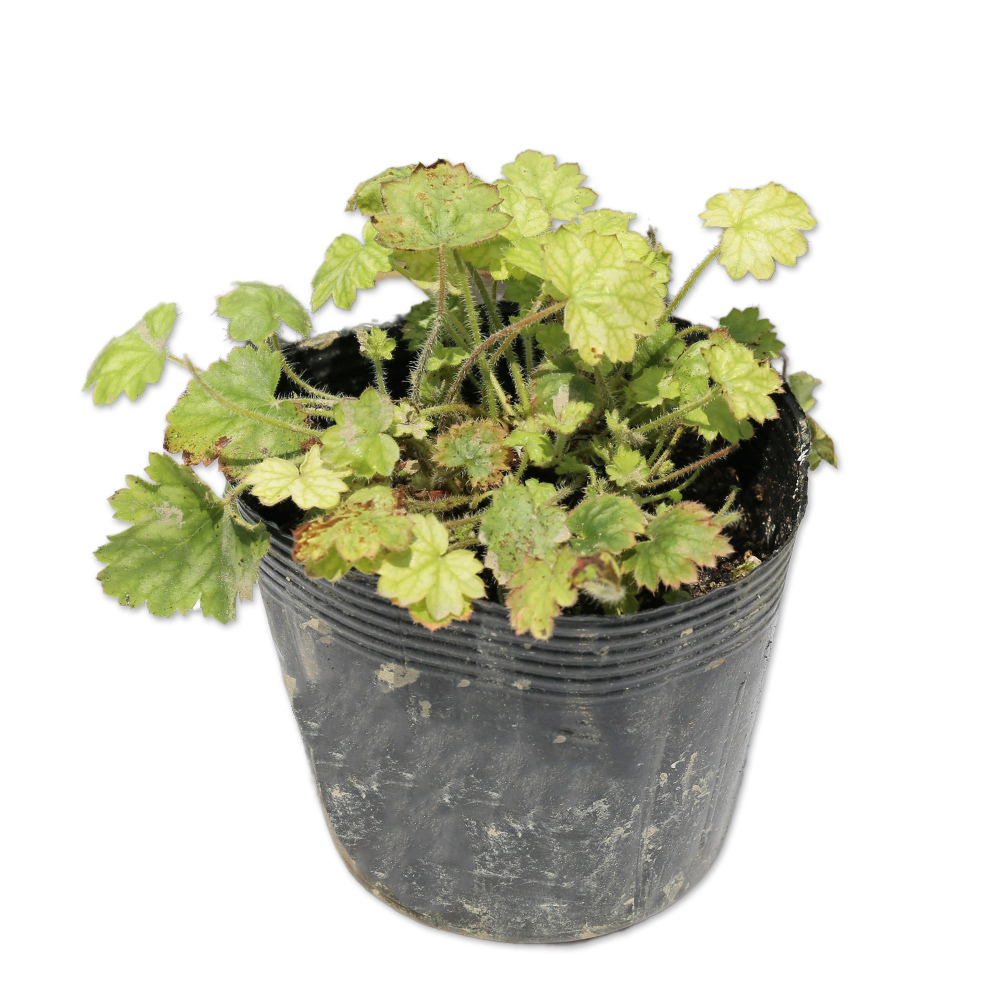 Yahoo!オークション - ヒューケラ 青 9.0cmポット 25個 苗