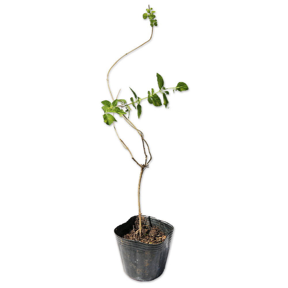 Yahoo!オークション - コバノランタナピンク 9.0cmポット 15個 苗