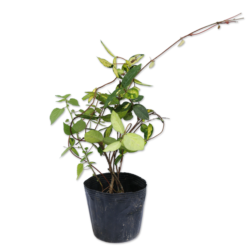 Yahoo!オークション - テイカカズラ 黄金斑入り 9.0cmポット 15個 苗