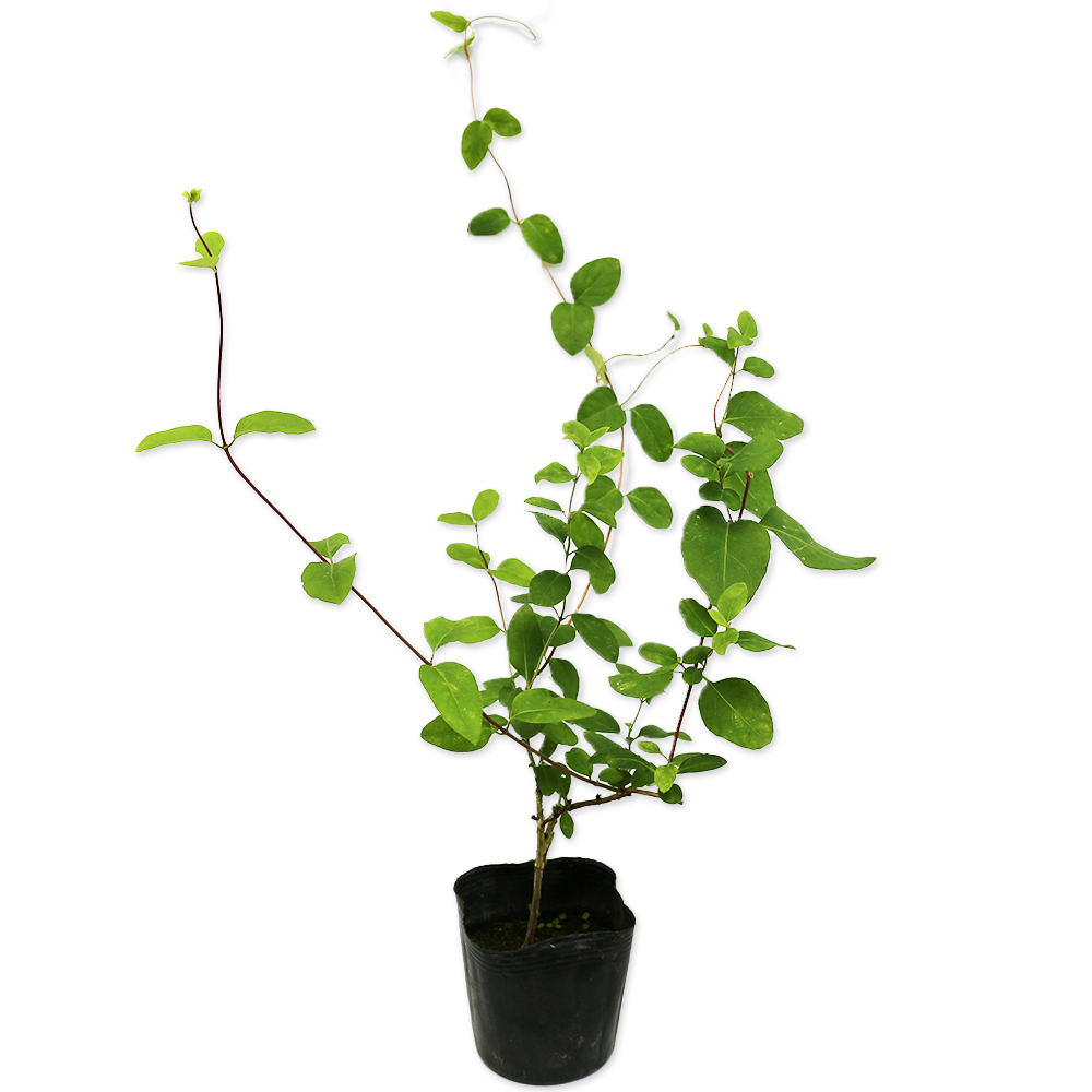 Yahoo!オークション - スイカズラ 9.0cmポット 25個 苗