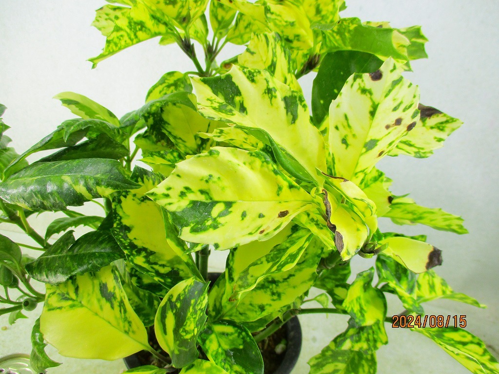 Yahoo!オークション - [野風苗木流通]アオキ 変わり斑入(8797)全高 46...