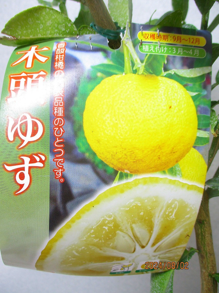 Yahoo!オークション - [野風苗木流通]木頭ゆず(8192)全高 68㎝ 同梱包...