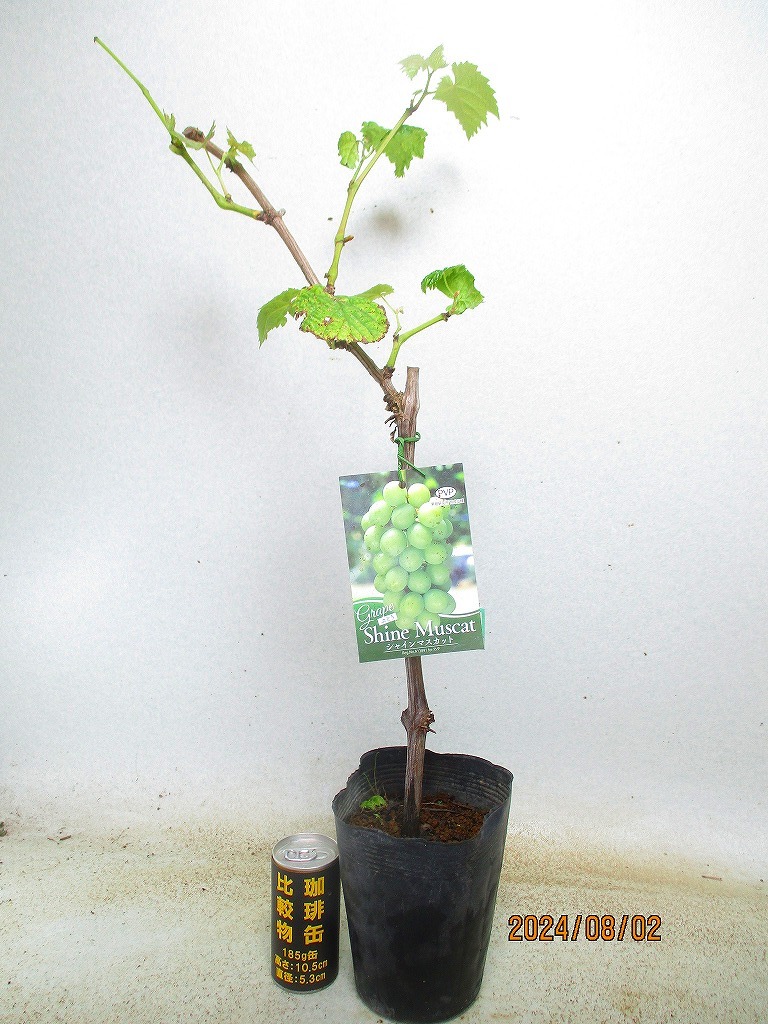 野風苗木流通 シャインマスカット 葉灼けの時期 8199 全高：70㎝ 同梱包は まとめて取引 手続厳守 120サイズ 送料明記(果物)｜売買されたオークション情報、yahooの商品情報を ...