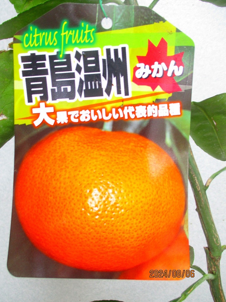 Yahoo!オークション - [野風苗木流通]みかんの苗木 青島みかん(8474)全...