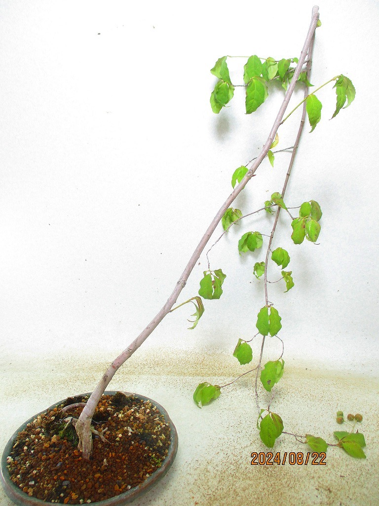 Yahoo!オークション - [野風盆栽流通] ツリバナマユミ 実無し(81102紫...