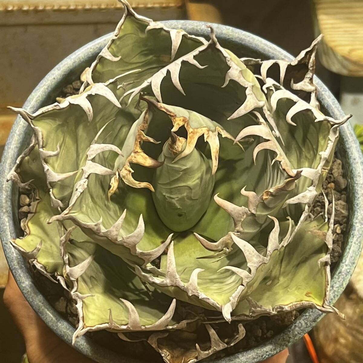 Yahoo!オークション - アガベ オテロイ Agave Oteroi KASコレクション...