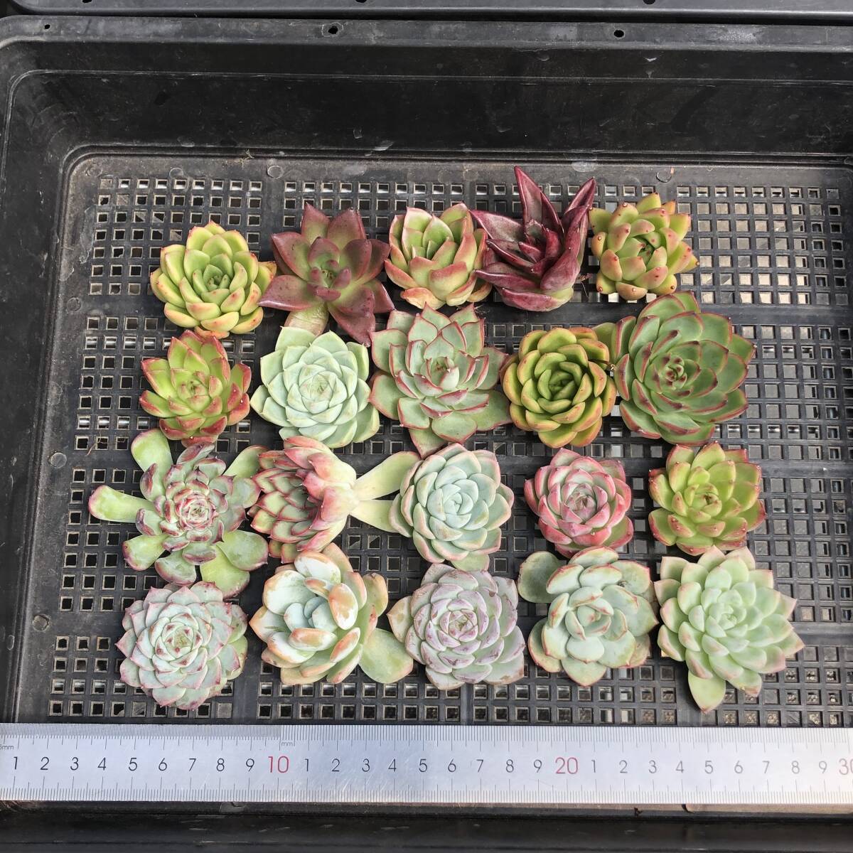 Yahoo!オークション - Top エケベリア20個 0819-OY11 多肉植物 カット...