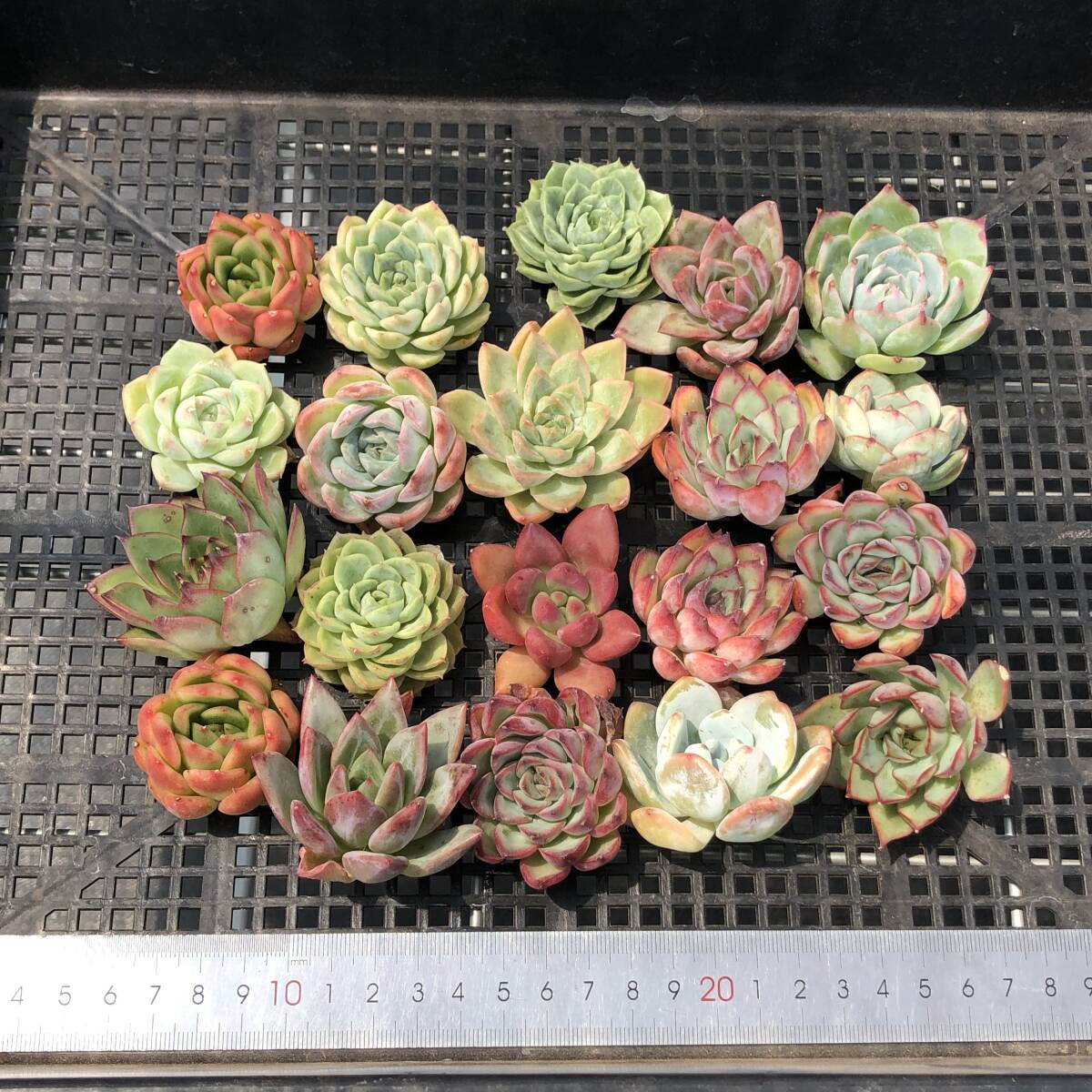 Yahoo!オークション - Top エケベリア 20個 0826-OD08 多肉植物 カッ...